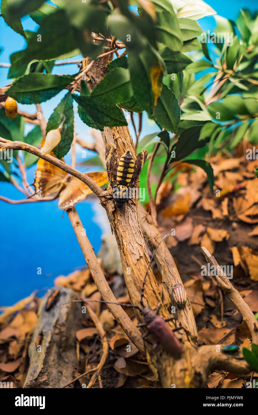 7 JUNE 2018, MILAN, ITALY: Museum of Natural History in Milan ...