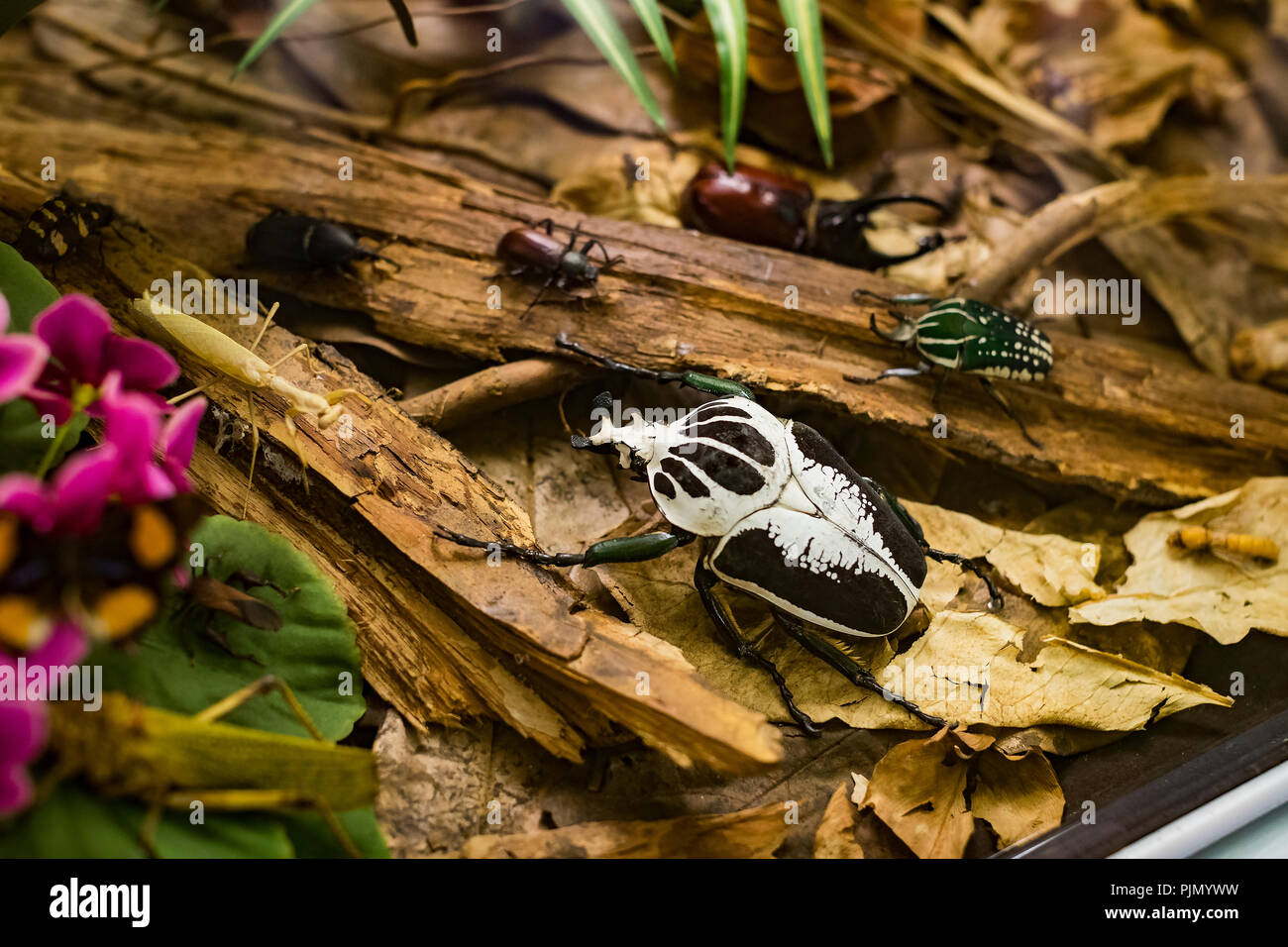 7 JUNE 2018, MILAN, ITALY: Museum of Natural History in Milan ...