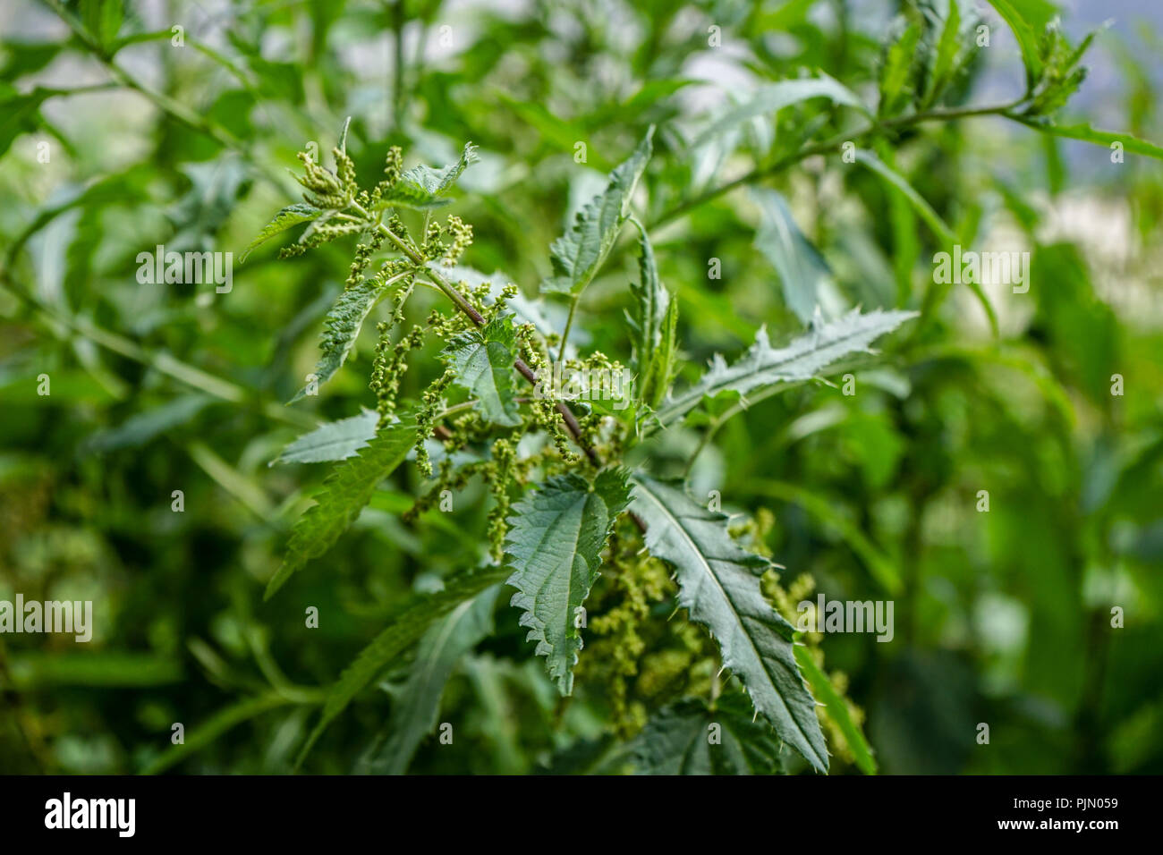Causes skin irritation hi-res stock photography and images - Alamy
