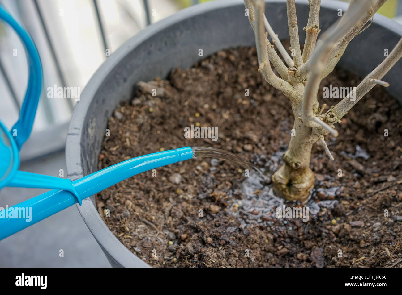 hot summer garden picture with watering can and dry dead plant Stock ...