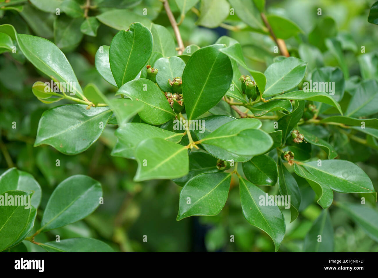 Evergreen organic green guave plant tree, psidium guineense Stock Photo ...