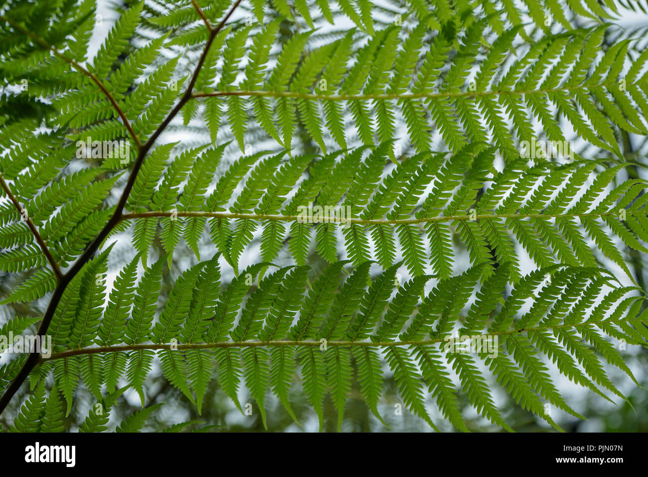 Lacy tree fern leaves abstract full frame design, low angle view Stock ...