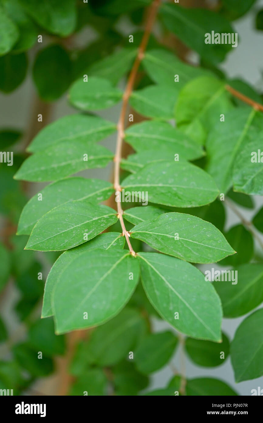 plant with chinese origin with fresh green leaf front view Stock Photo ...