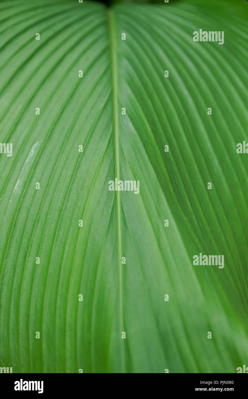 background structure of big green leaf of curcuma longa plant Stock ...