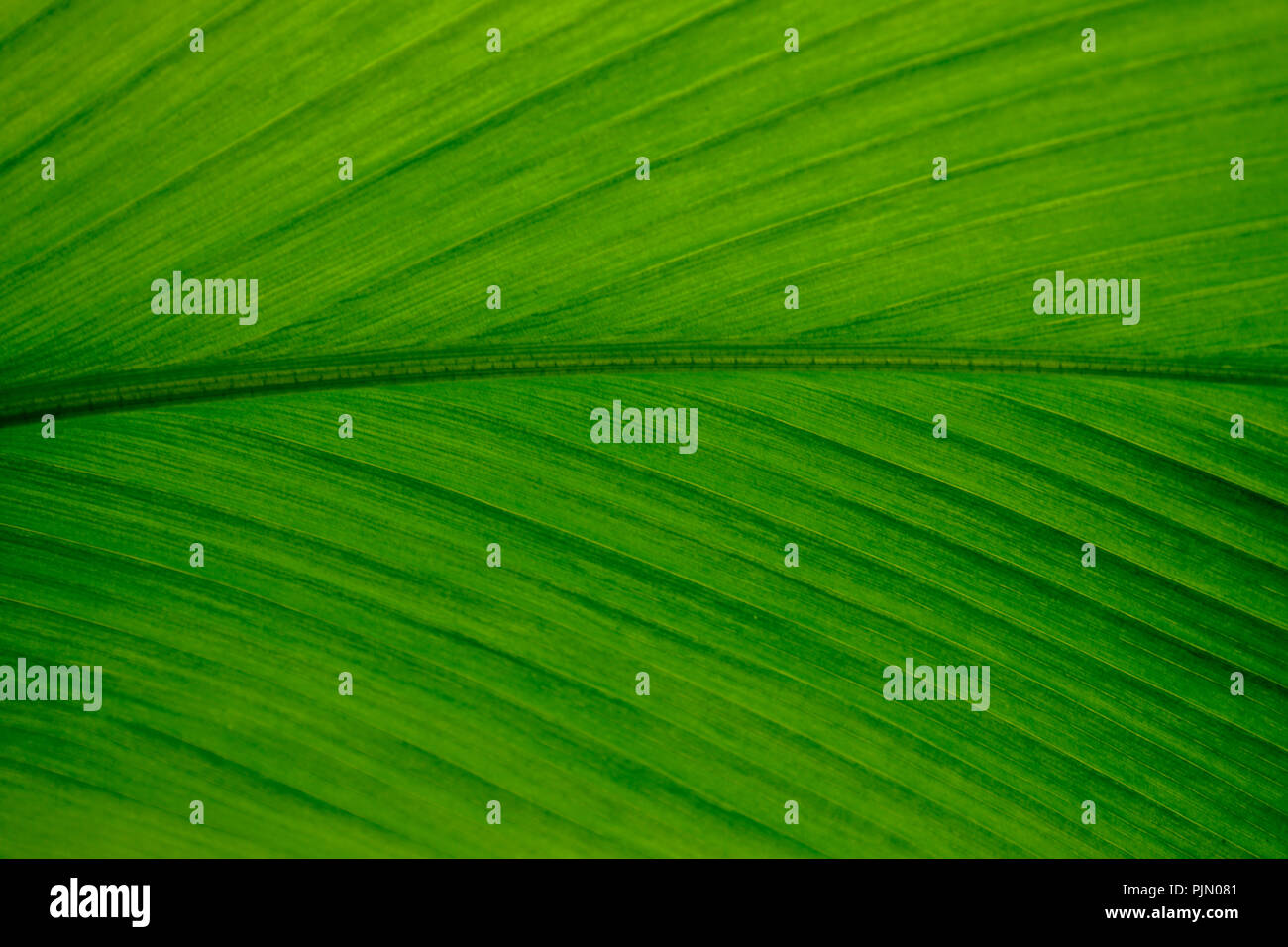 background structure of big green leaf of curcuma longa plant Stock ...