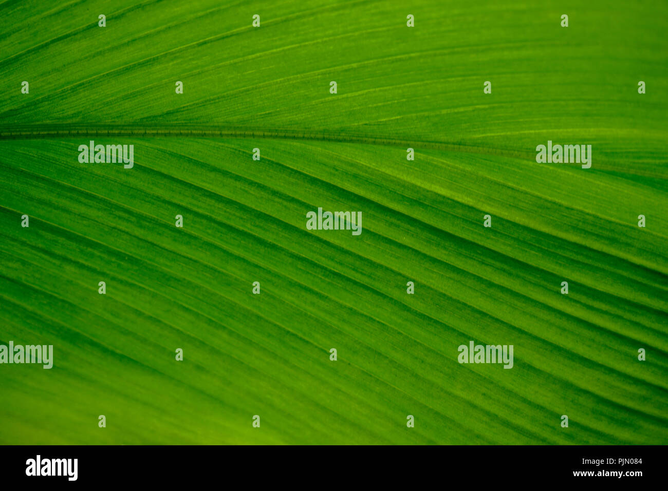 background structure of big green leaf of curcuma longa plant Stock ...