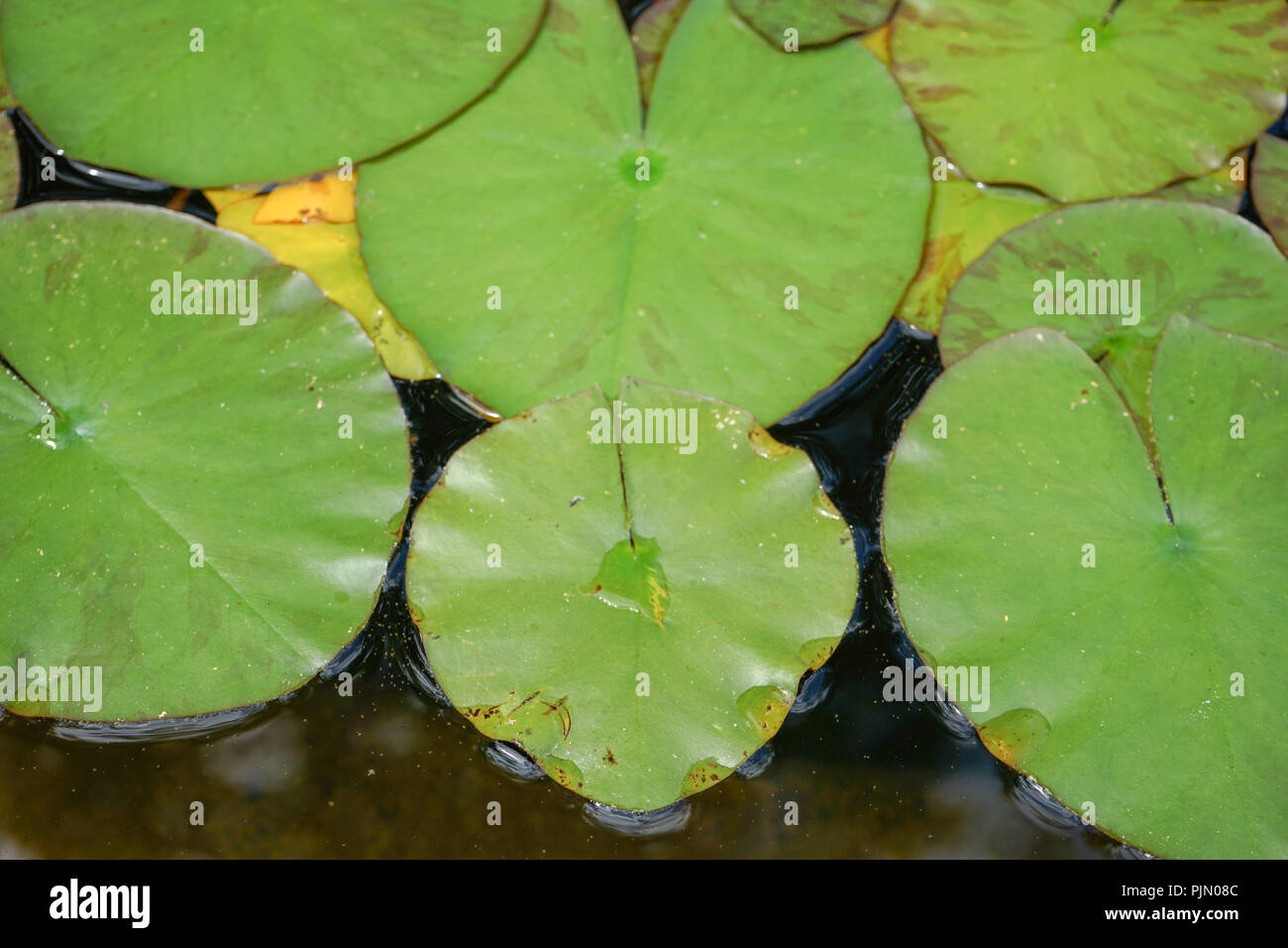 Water Lily Leaf Structure