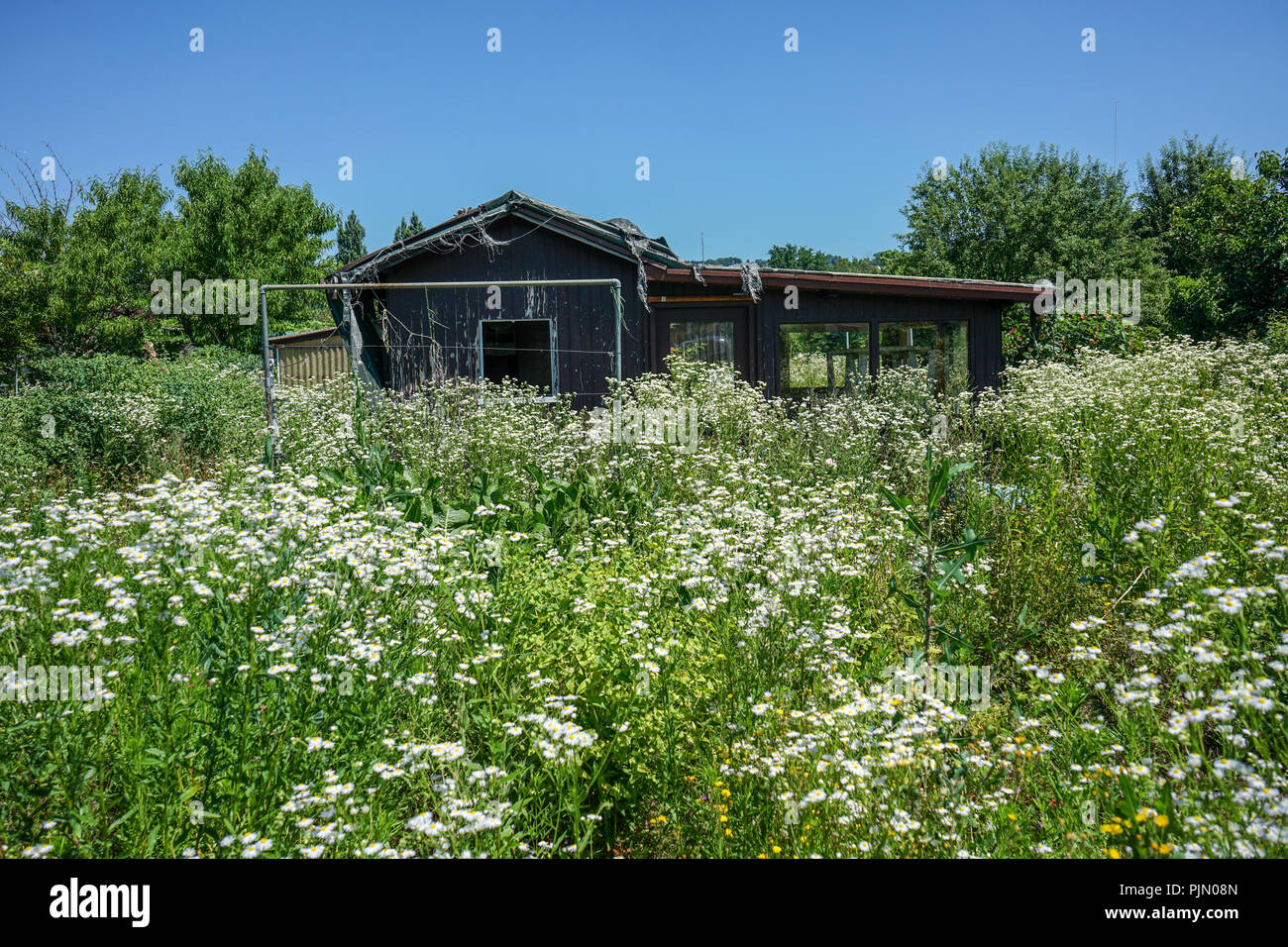 scary ghost house with wild plants and flowers Stock Photo - Alamy