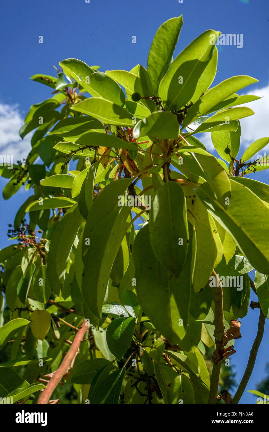 Mediterranean tree hi-res stock photography and images - Alamy