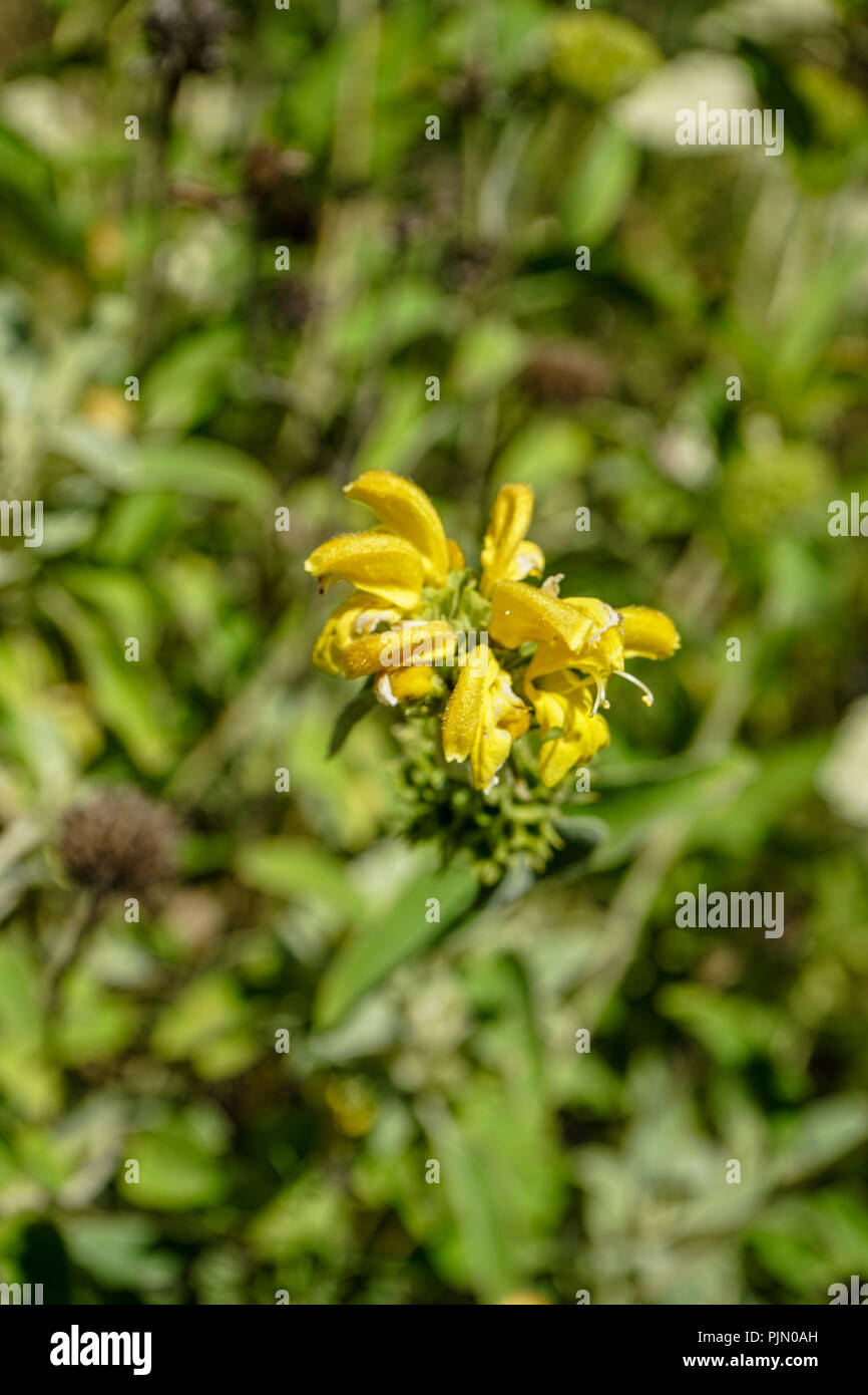 flower plant from the labiatae family close up view in summer Stock ...