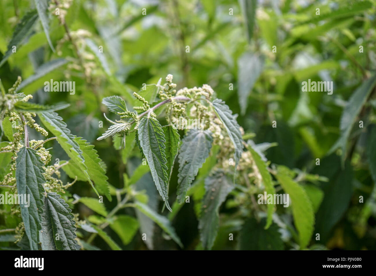 Causes skin irritation hi-res stock photography and images - Alamy