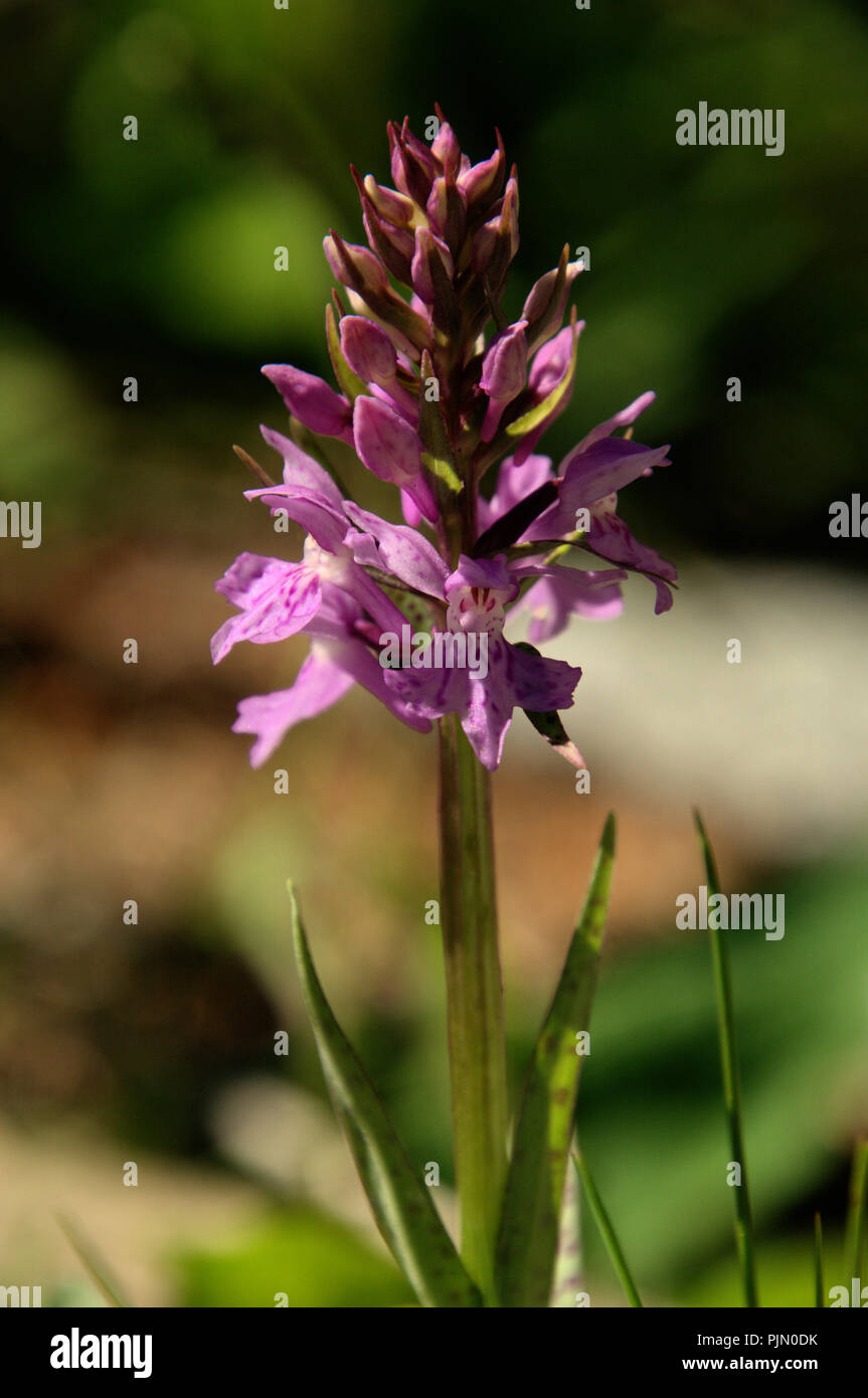 Orchid in an alpine field hi-res stock photography and images - Alamy