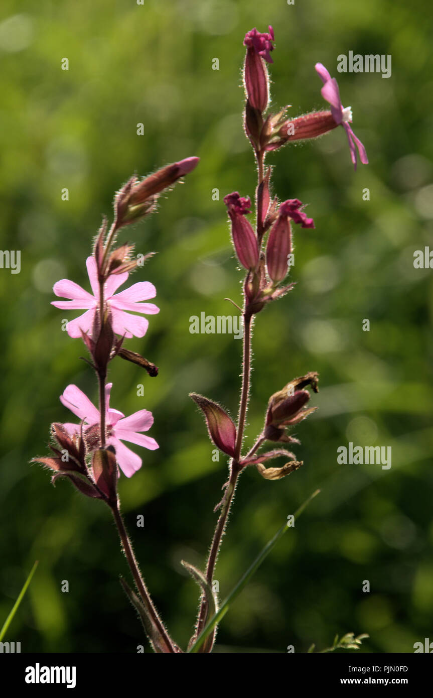Alpine red campion silene dioica hi-res stock photography and images ...