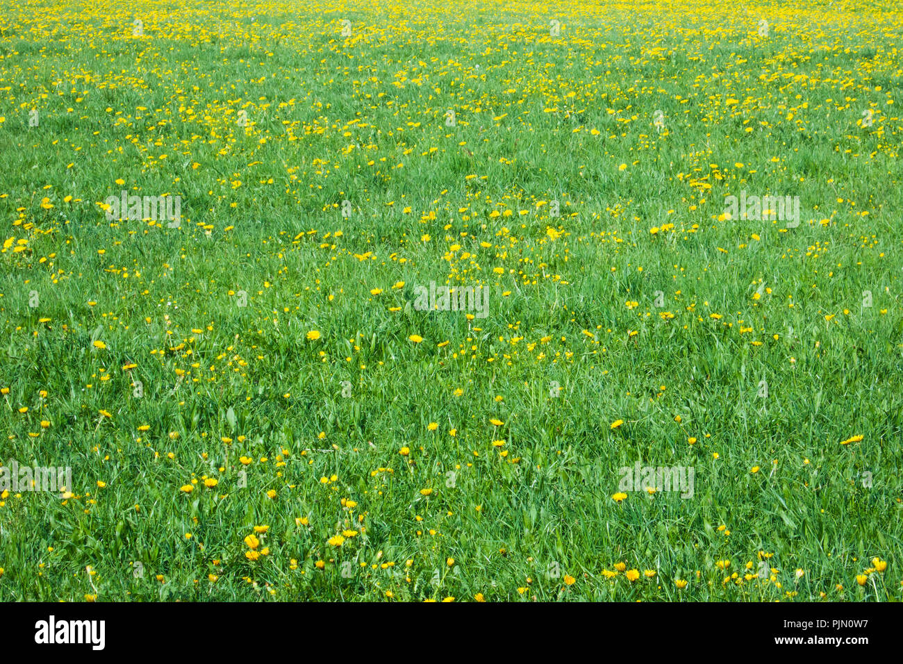 An image of a dandelion field background Stock Photo - Alamy