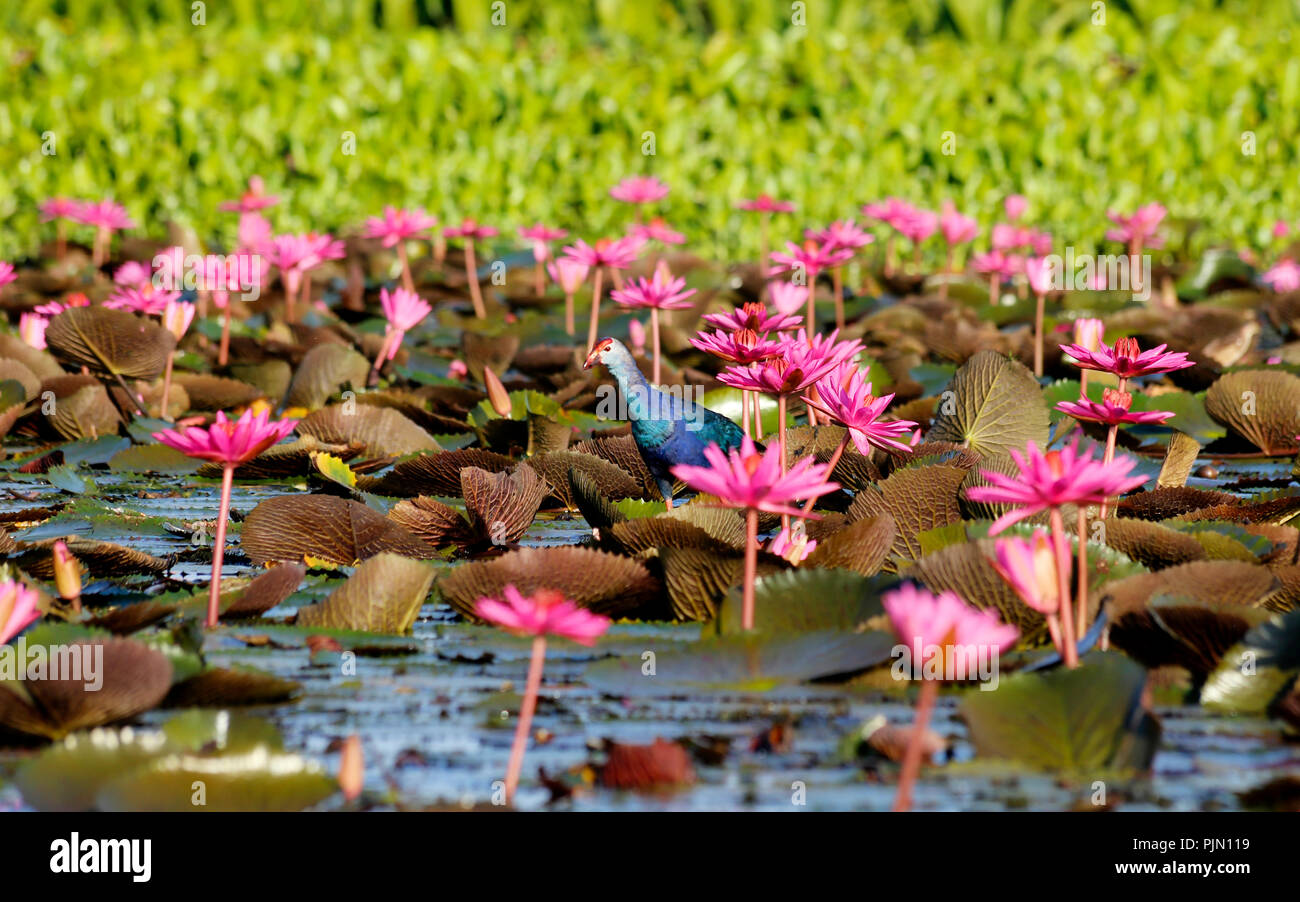 Thale Noi Waterfowl Park, Phatthalung, Thailand Stock Photo - Alamy