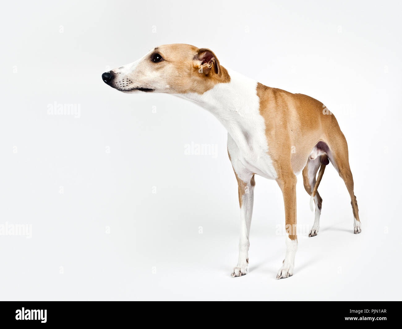 An image of a beautiful whippet dog on white background Stock Photo - Alamy