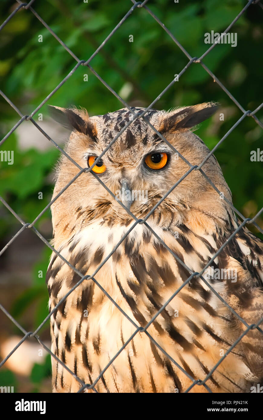 Owl cage hi-res stock photography and images - Alamy
