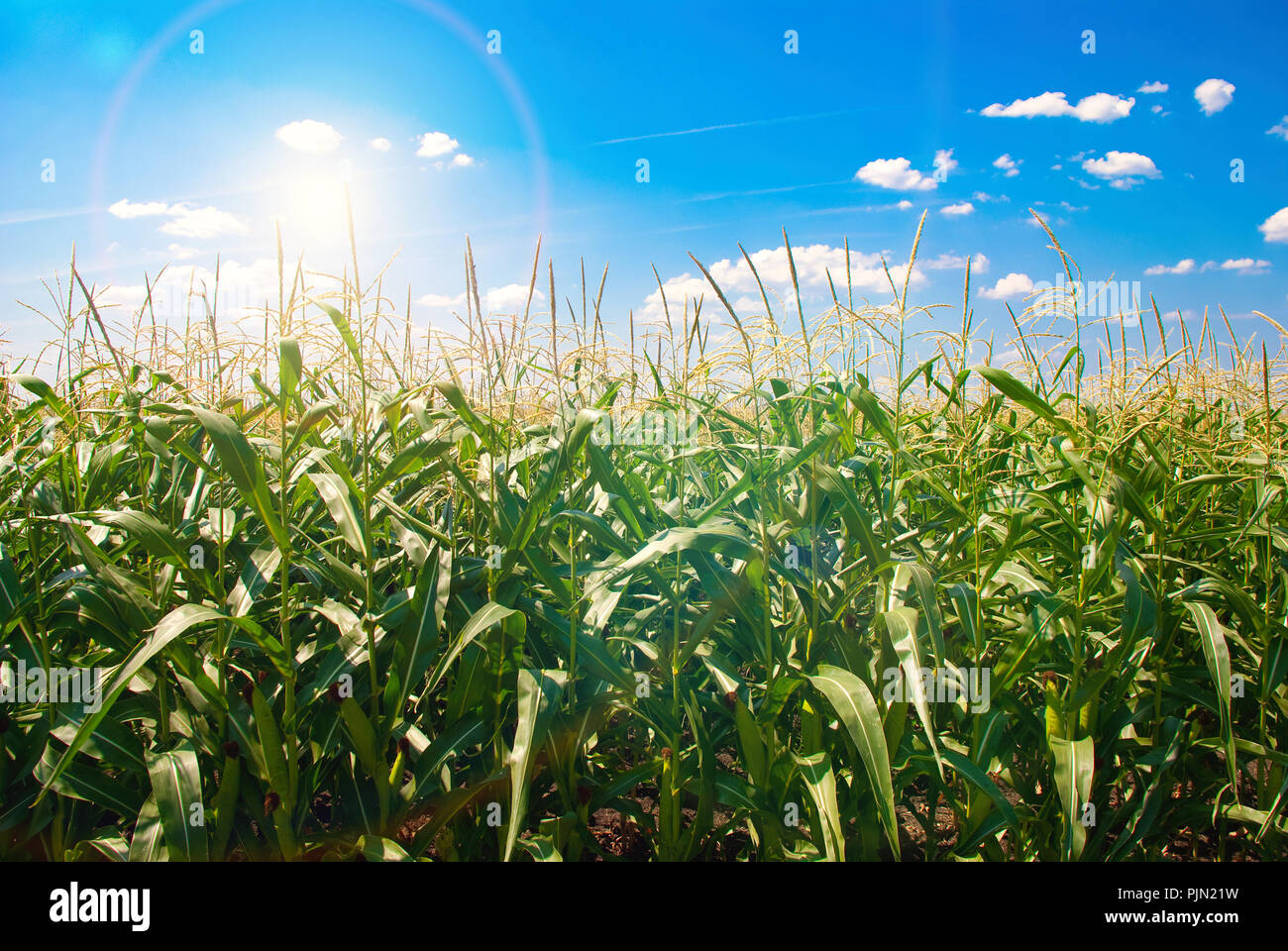 corn field on a sunny day Stock Photo - Alamy