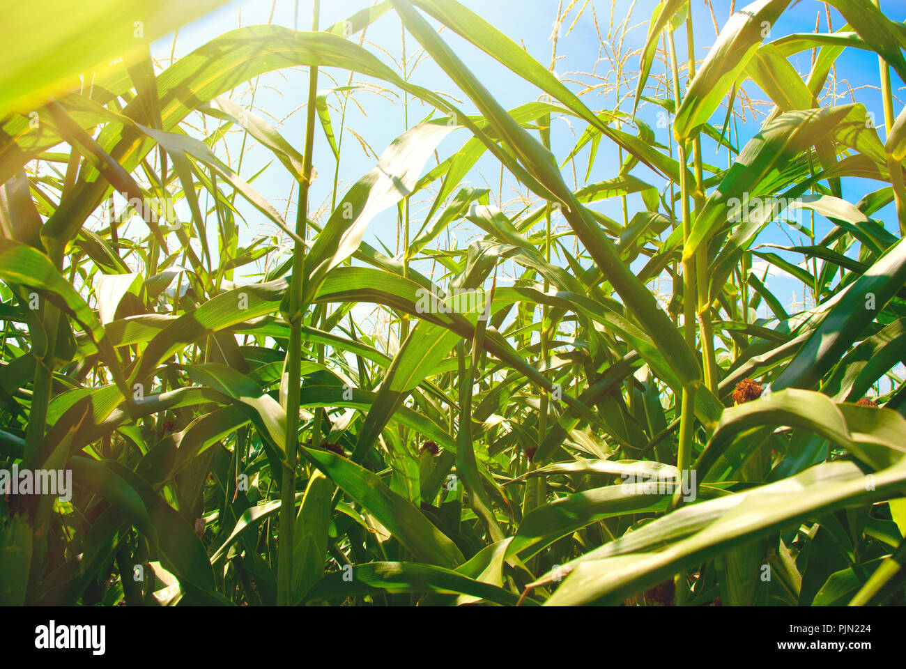 corn field as a background Stock Photo - Alamy
