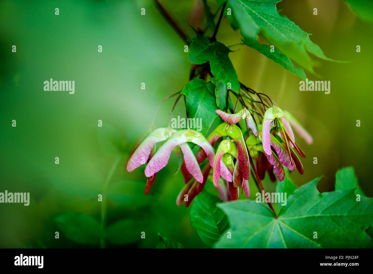 Winged seed hi-res stock photography and images - Alamy