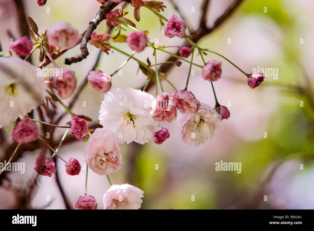Close Up of Soft pink cherry blossoms in spring Stock Photo - Alamy