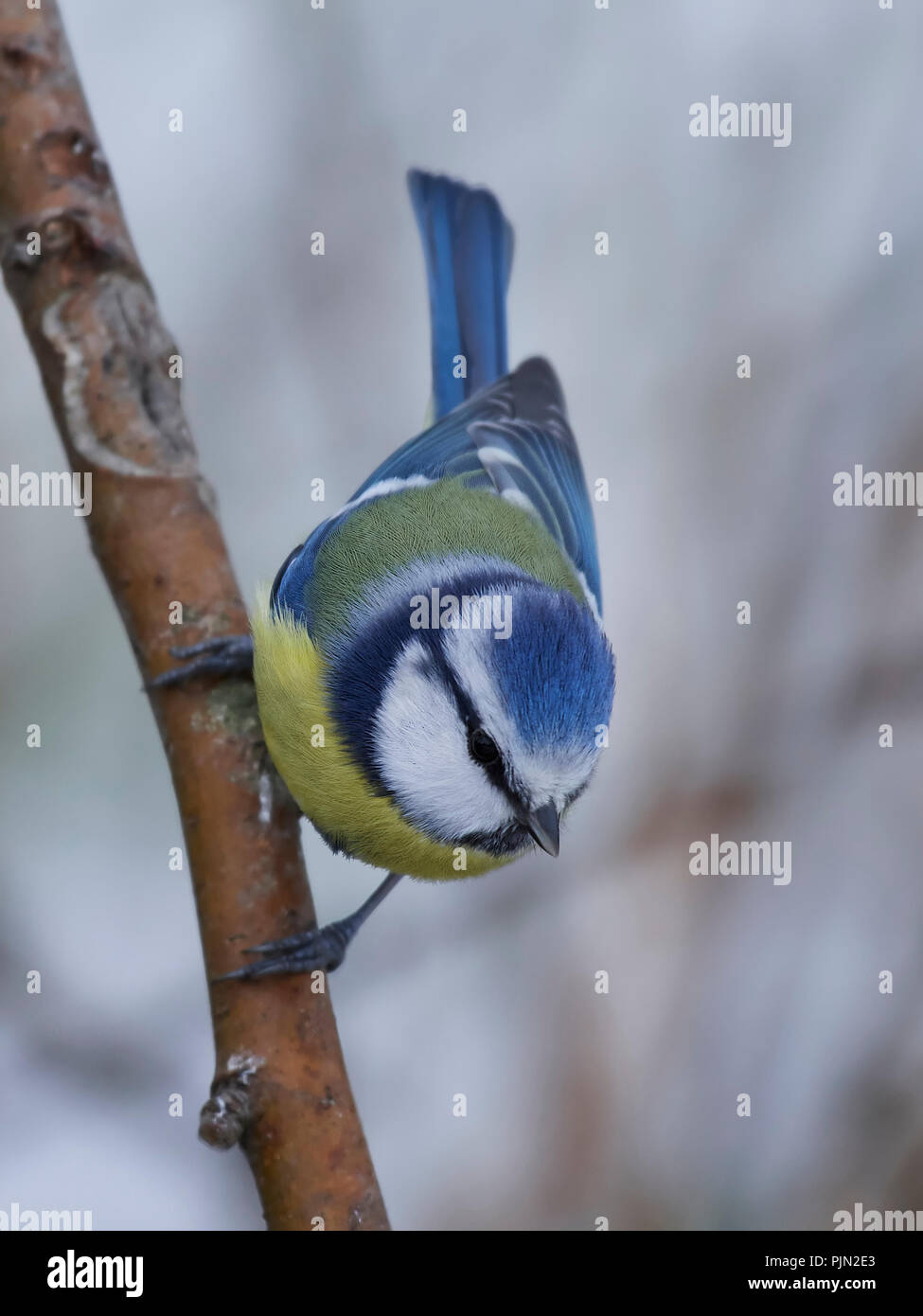 Eurasian blue tit in its natural habitat Stock Photo - Alamy