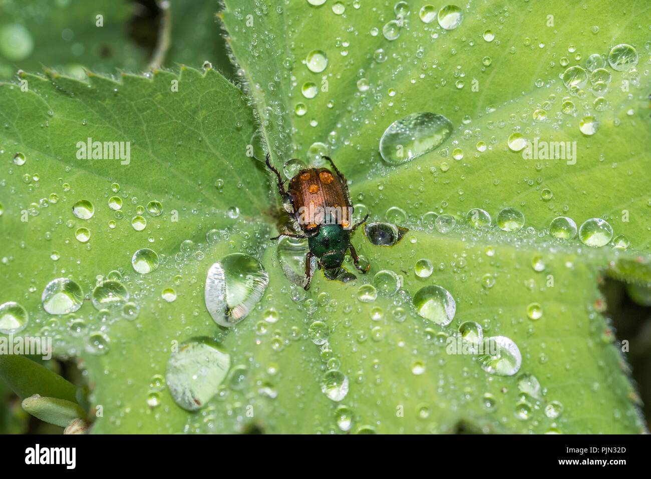 Shimmering beetle with drops of water on its back Stock Photo - Alamy