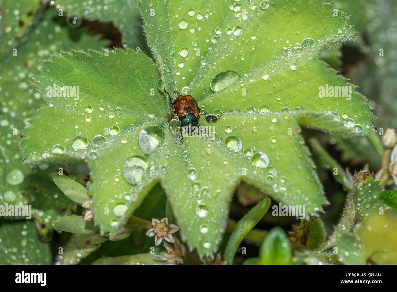 Shimmering beetle with drops of water on its back Stock Photo - Alamy