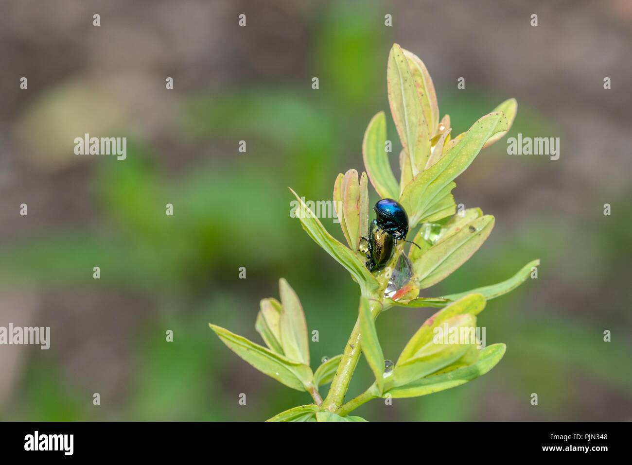 Blue beetle drop water hi-res stock photography and images - Alamy