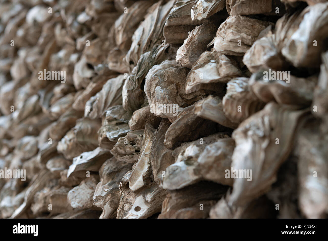 side view wall made of oyster shells as background and texture Stock ...