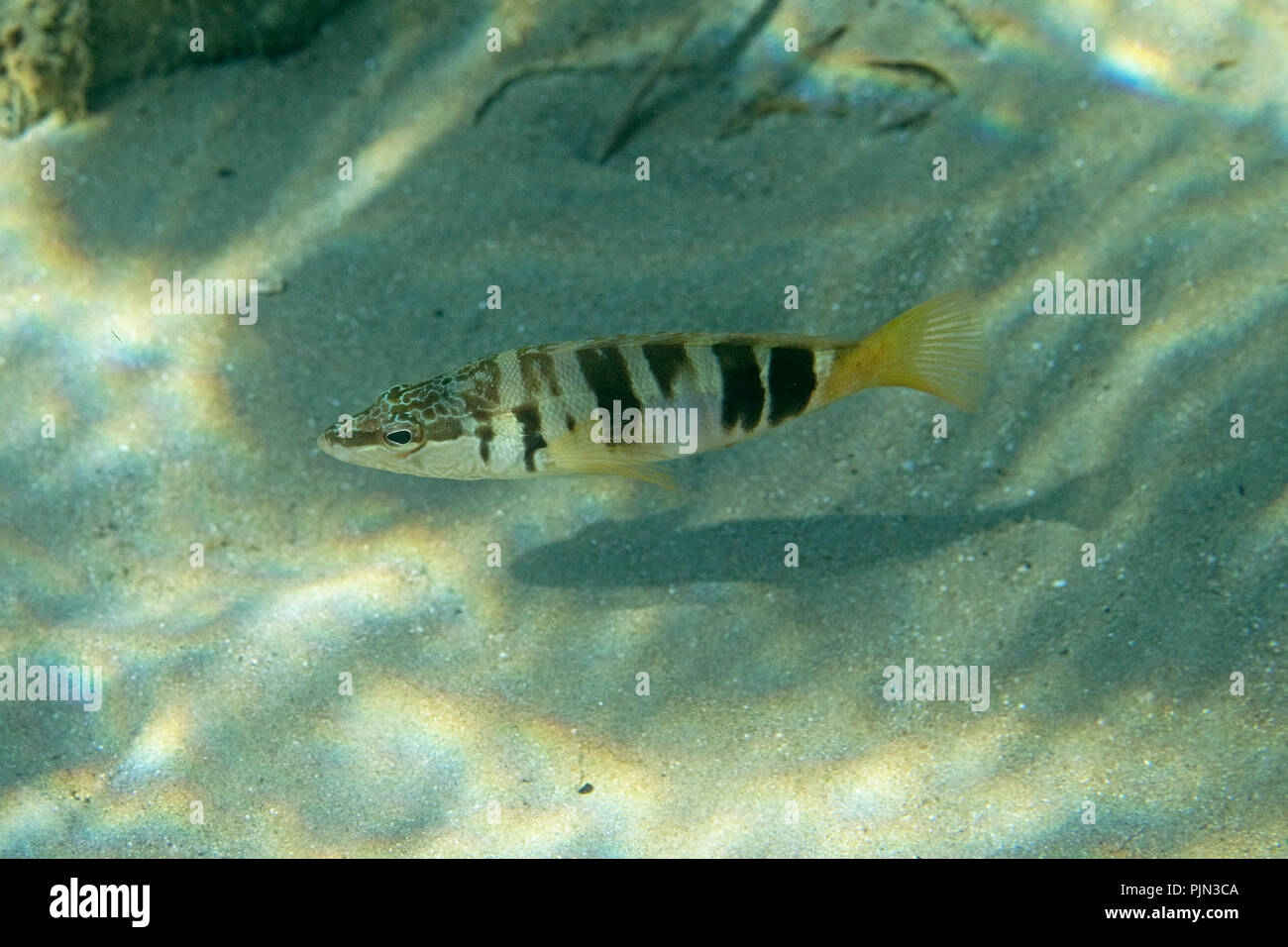 Painted comber hi-res stock photography and images - Alamy