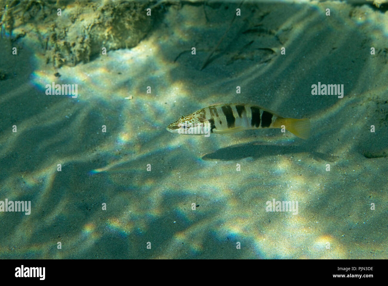 Painted comber hi-res stock photography and images - Alamy