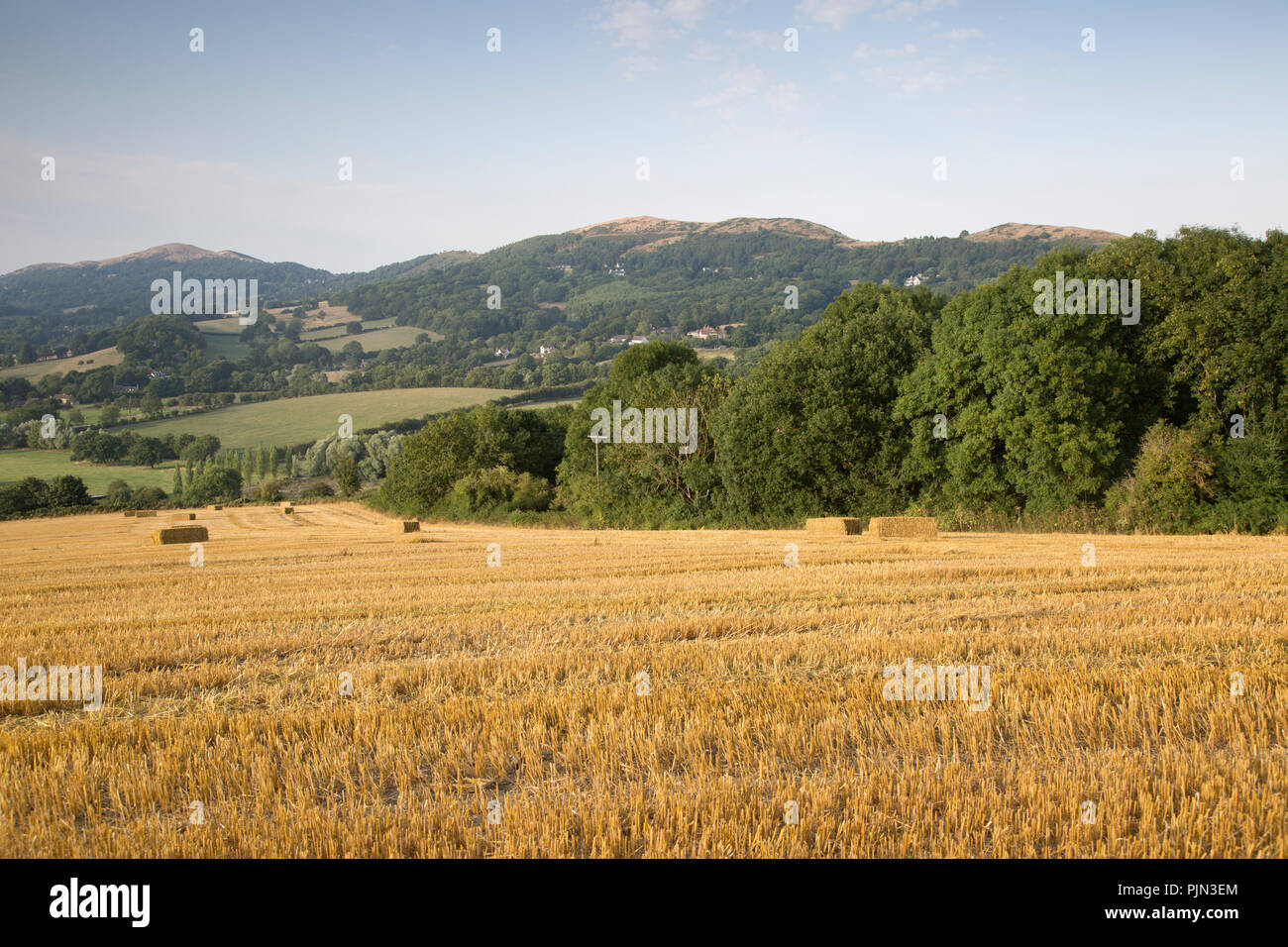 Corn Field in Malvern Hills, England; UK Stock Photo - Alamy