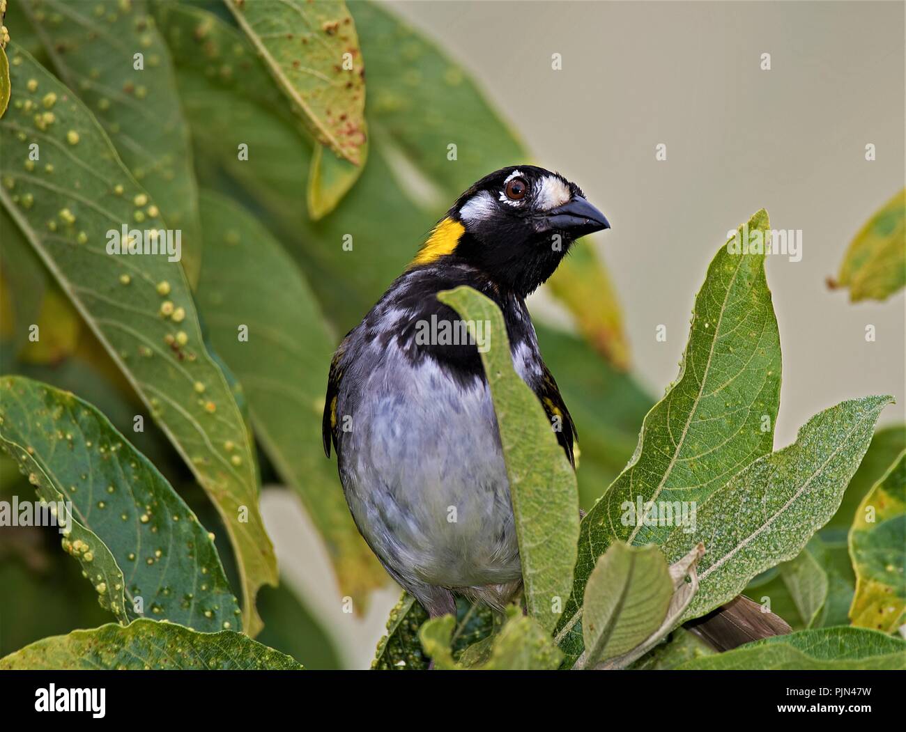 White-eared sparrow, in Monteverdi Cloud rainforest, Costa Rica Stock ...