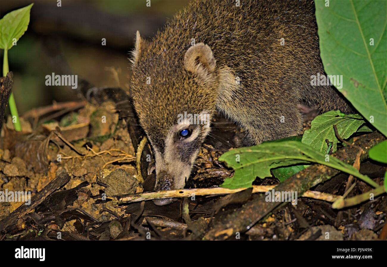 White-nosed Coati, in Arenal Hanging Bridges trail, Costa Rica Stock ...