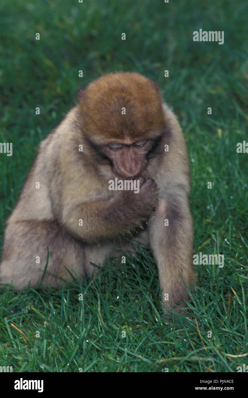 NOT 1250039 BARBARY APE MACACA SYLVANUS true Monkey not an Ape Stock ...