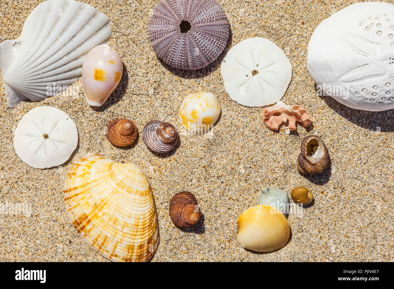 Mussels in the sand, Muscheln im Sand Stock Photo - Alamy