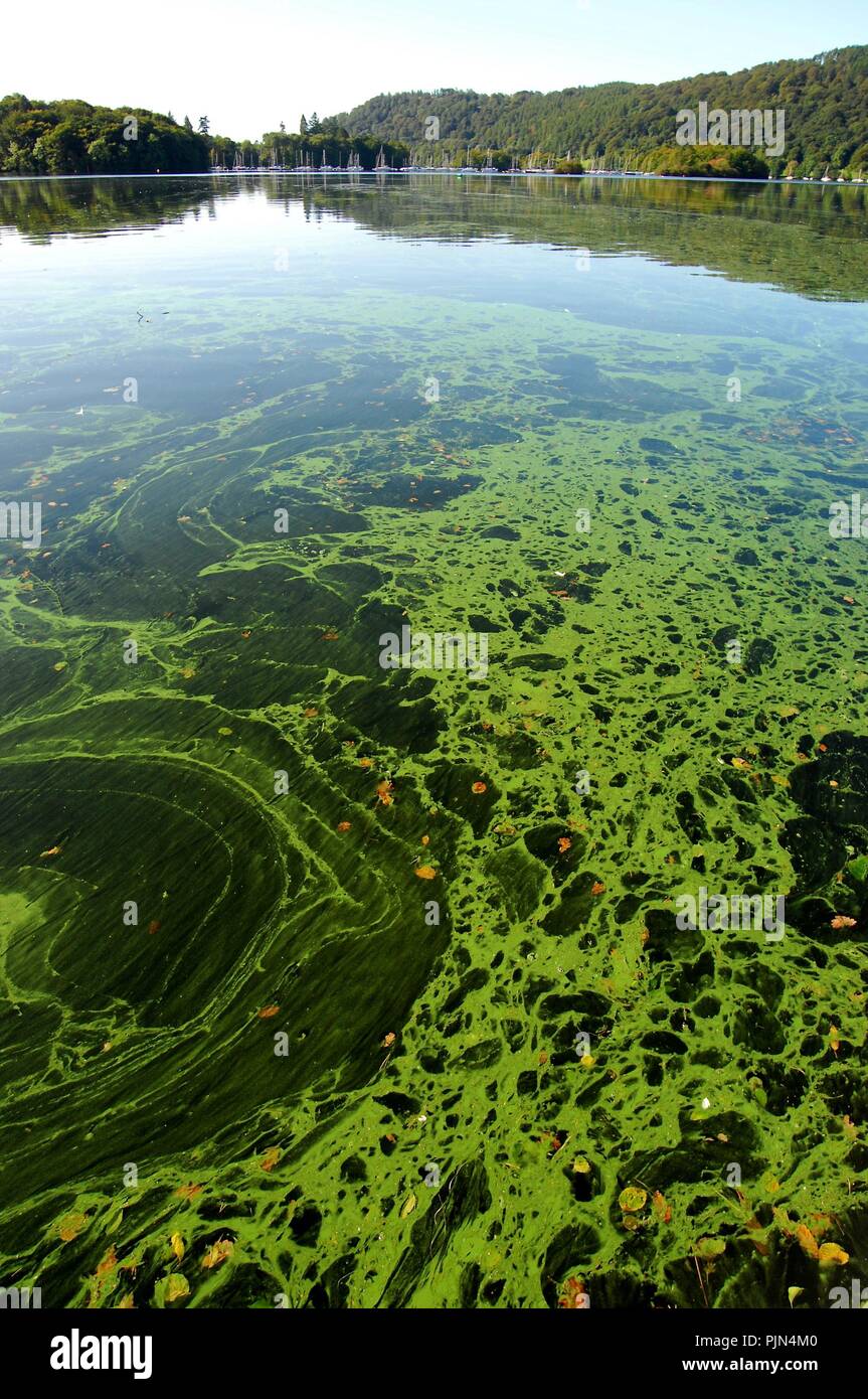 Blue green algae uk lake hi-res stock photography and images - Alamy