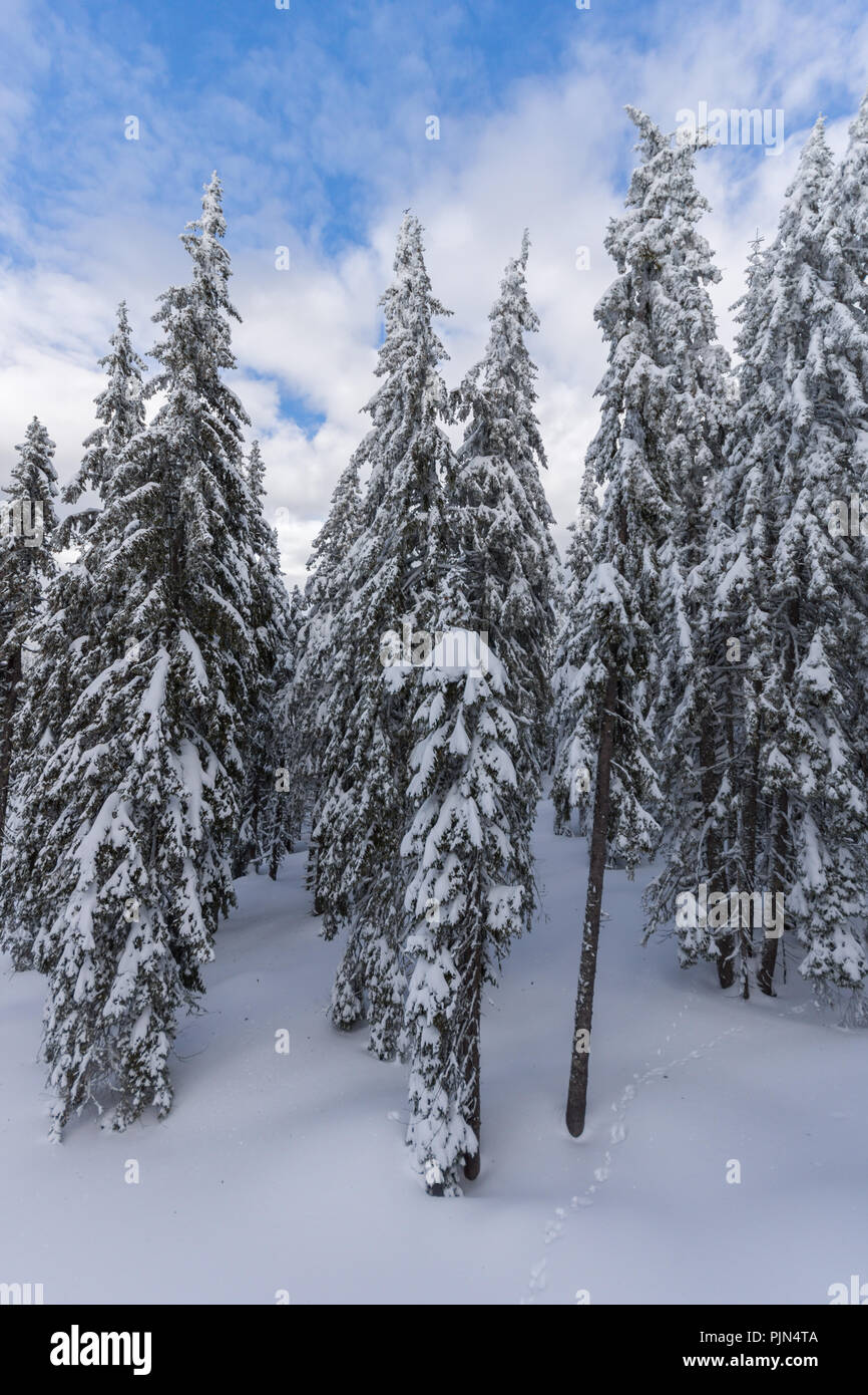 Amazing winter landscape of Rhodope Mountains near pamporovo resort ...