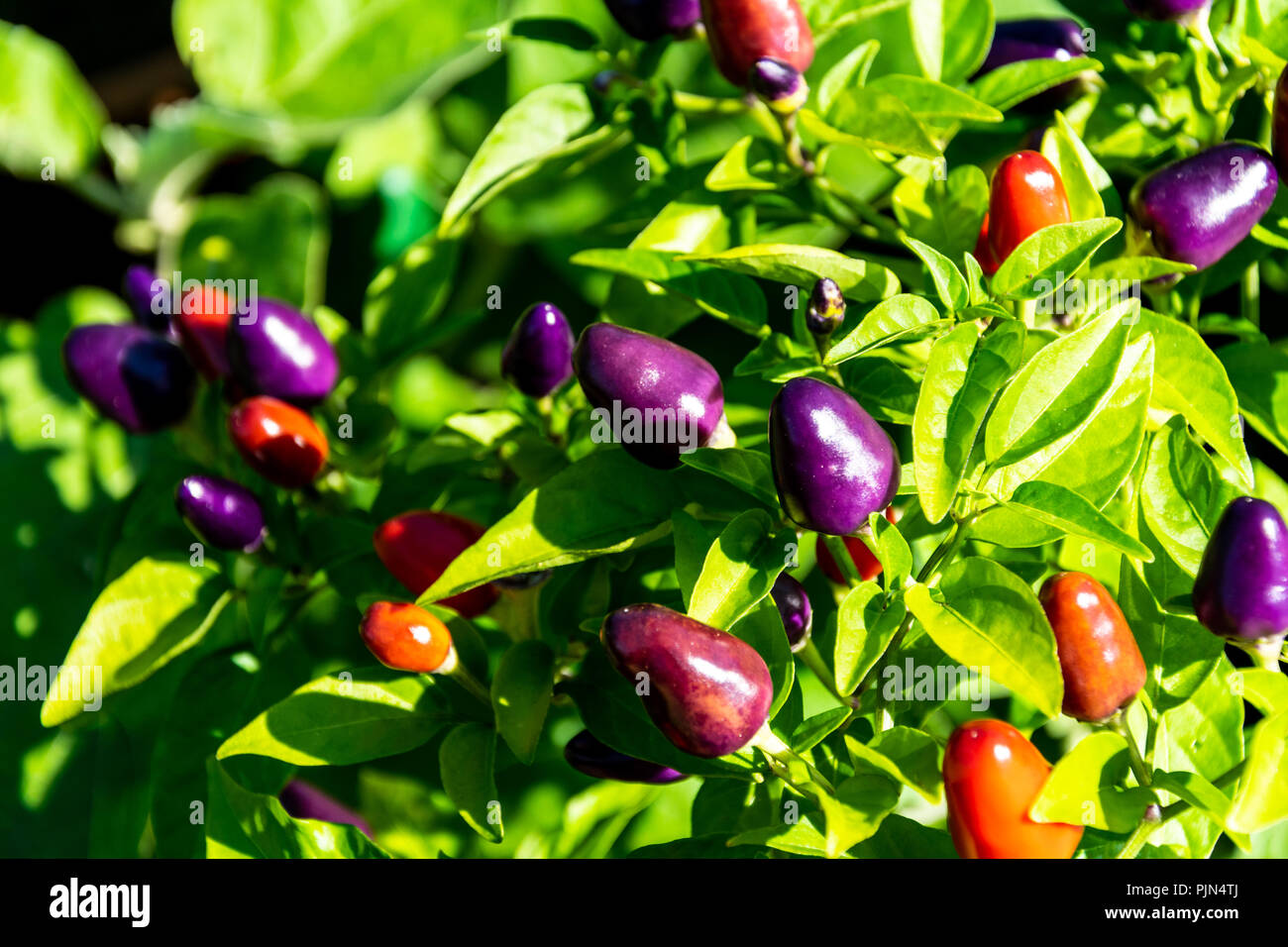 Plant Capsicum annuum - Chilli Pepper 'Prairie Fire' Stock Photo - Alamy
