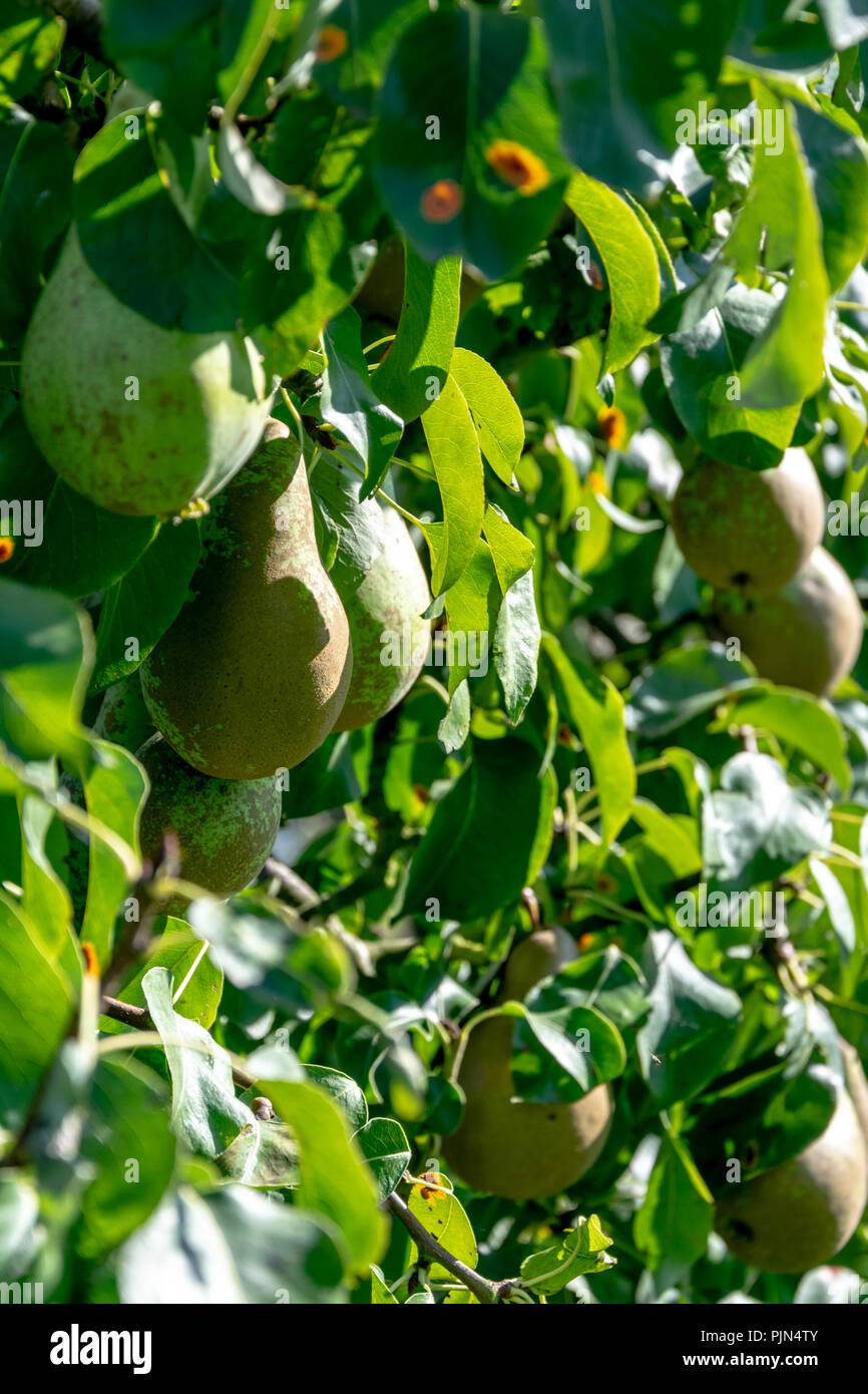 Pears ripen on tree hi-res stock photography and images - Alamy