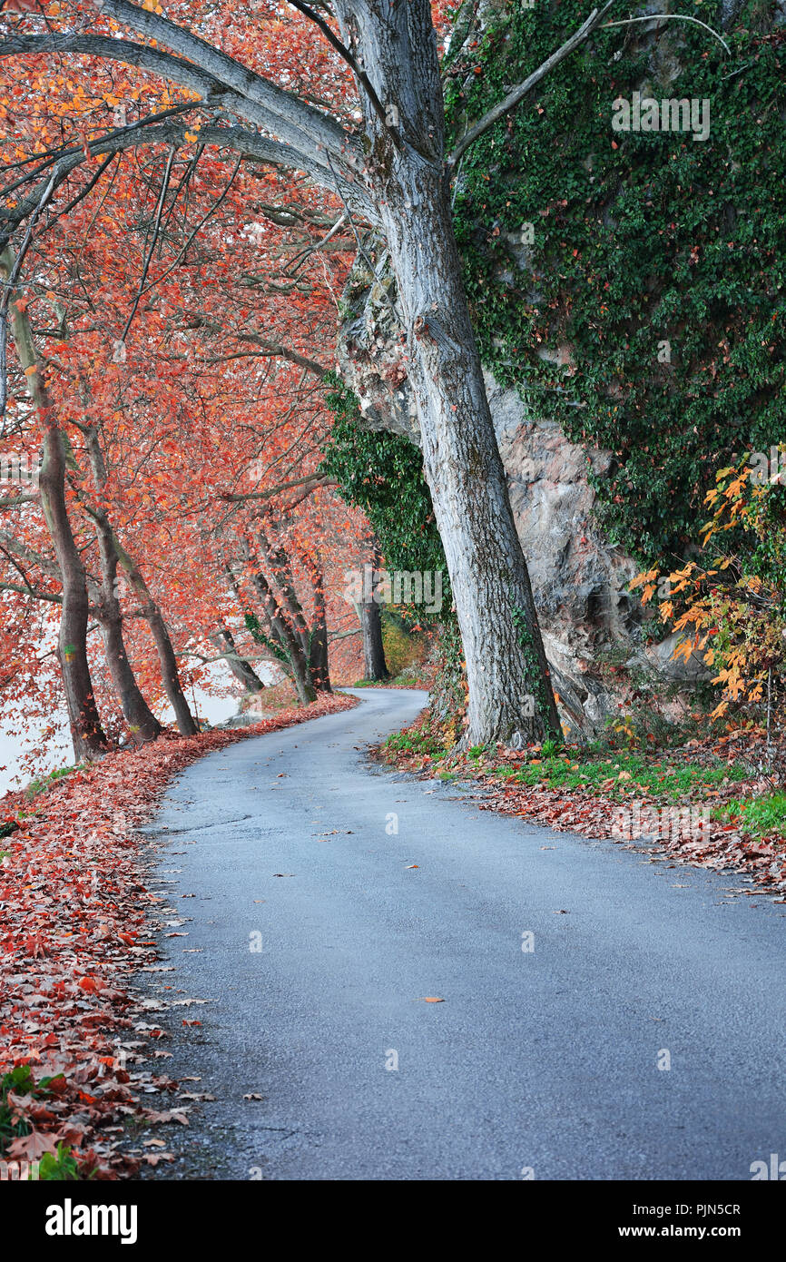 Plane tree pathway in autumn Stock Photo - Alamy