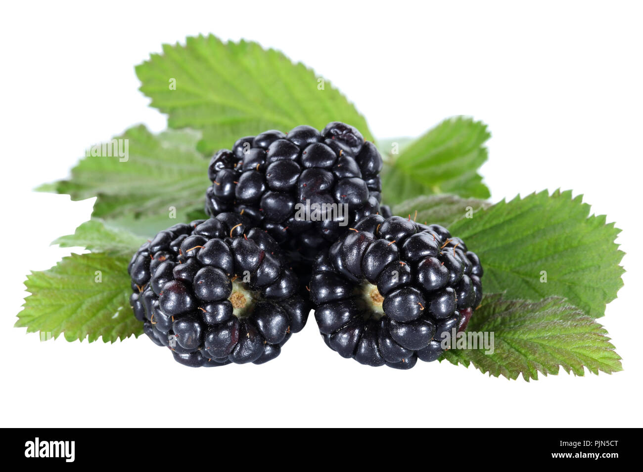 Blackberry Fruit Tree Wallpaper