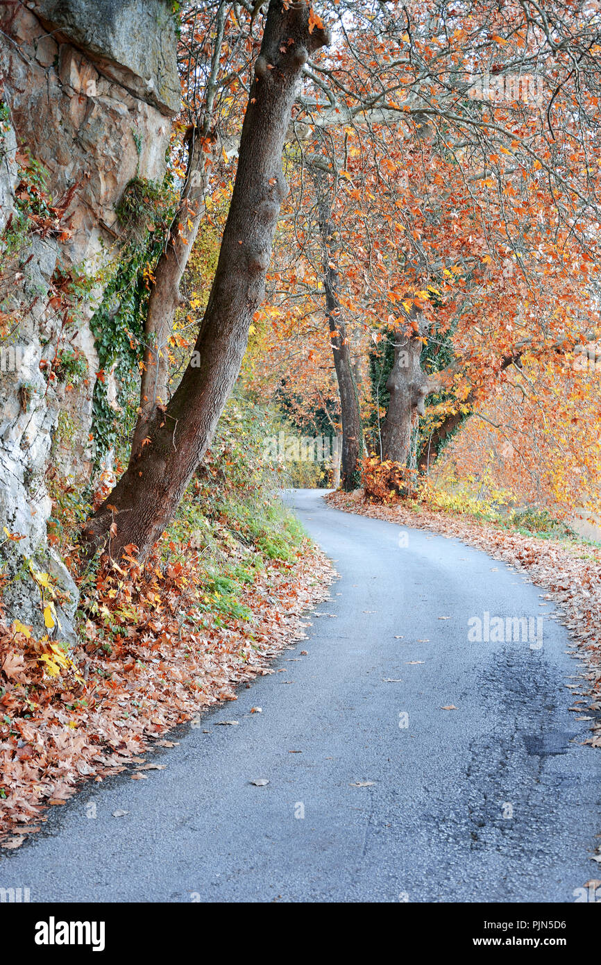 Plane tree pathway in autumn Stock Photo - Alamy
