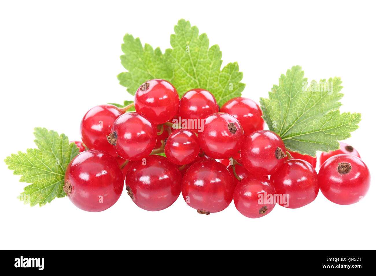 Red currant currants berries berry fruits fruit leaves isolated on ...