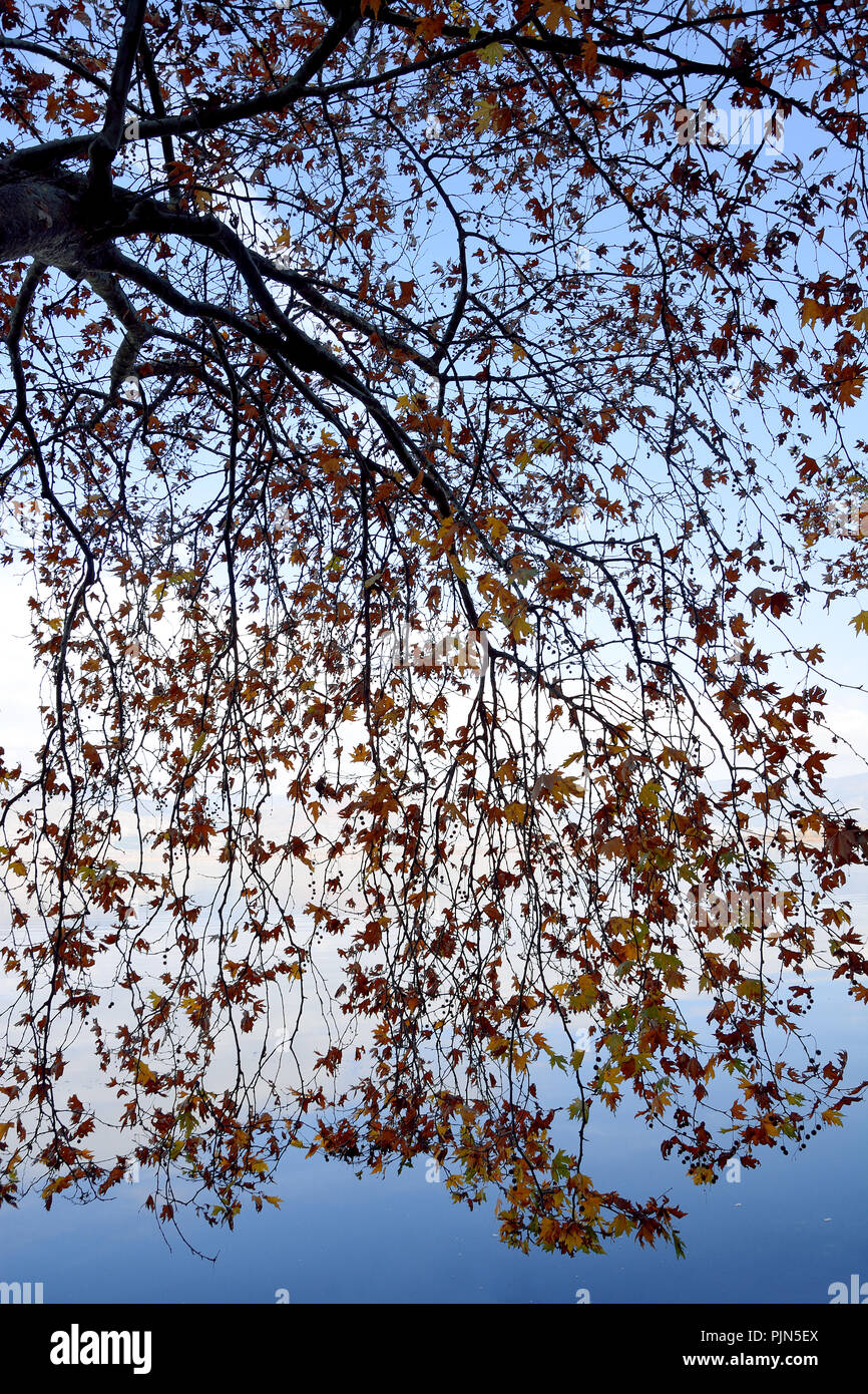 Branches of plane tree at autumn Stock Photo - Alamy