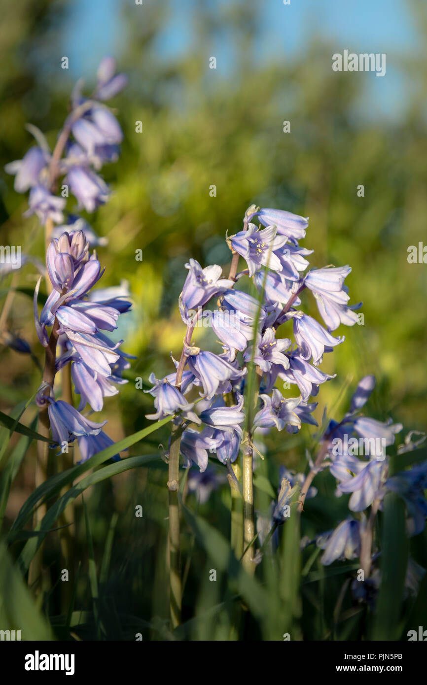 Spring time Bluebells growing wild Stock Photo - Alamy
