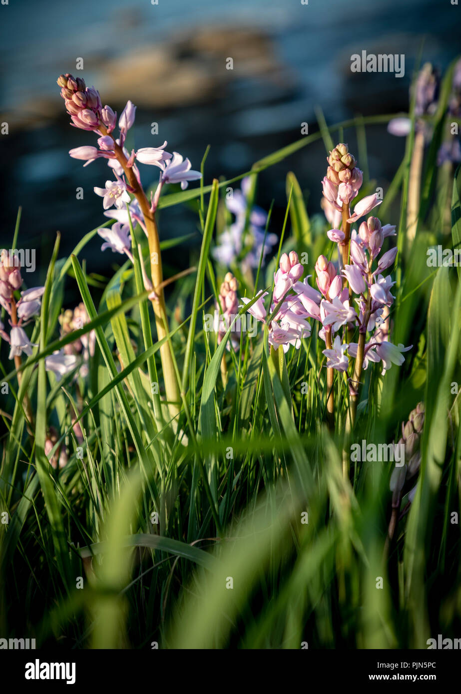 Spring time Bluebells growing wild Stock Photo - Alamy