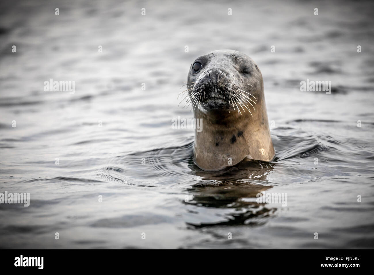 Uncomfortable Situation Seal