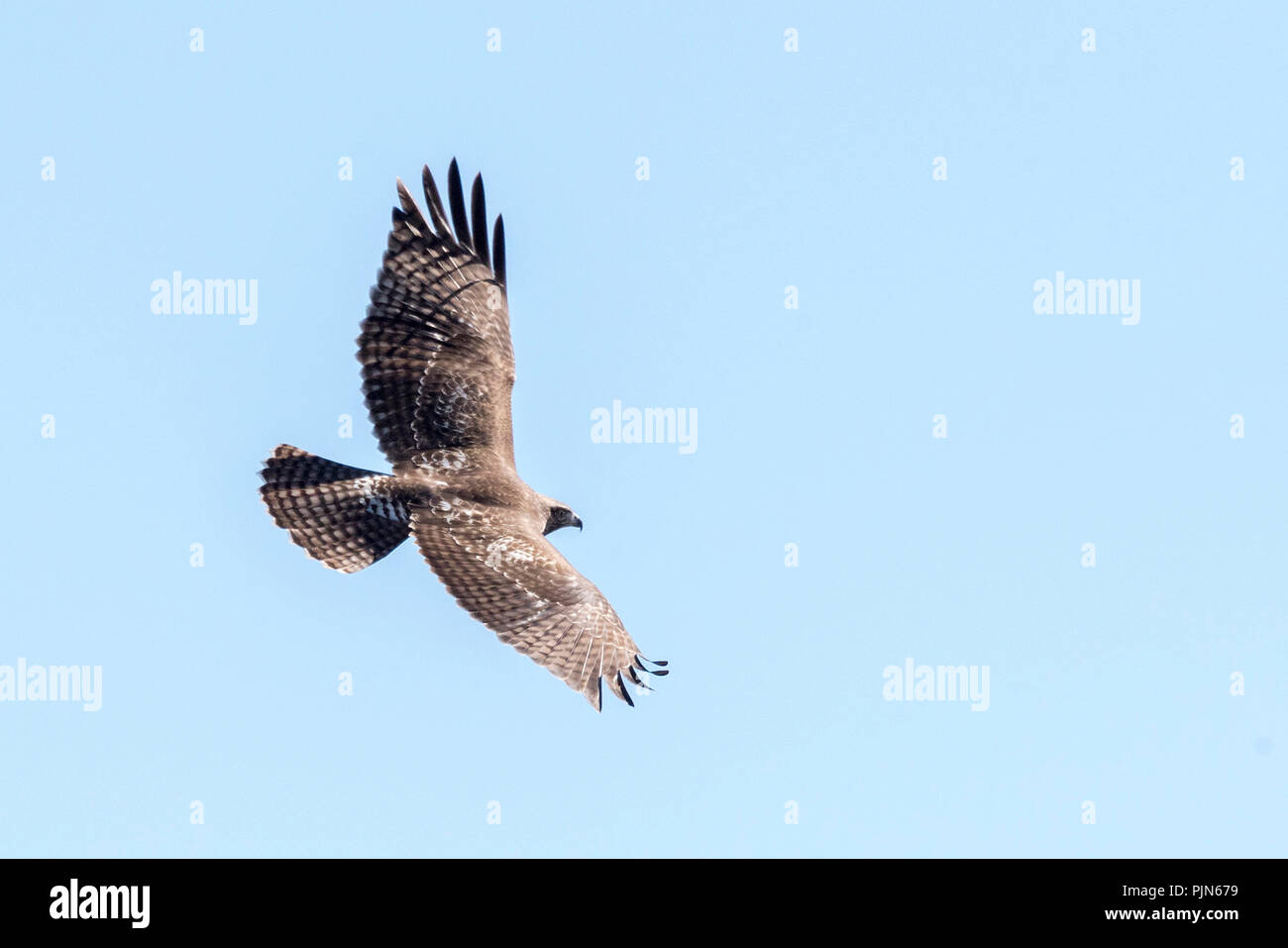 Red-tail Hawk Hunting for Prey Stock Photo - Alamy